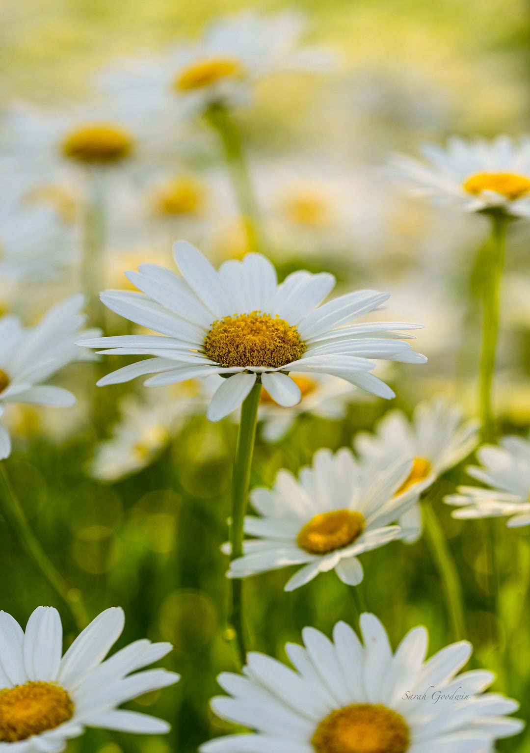 Field of Daisies / Michigan Photography / Flower Print / Summer ...