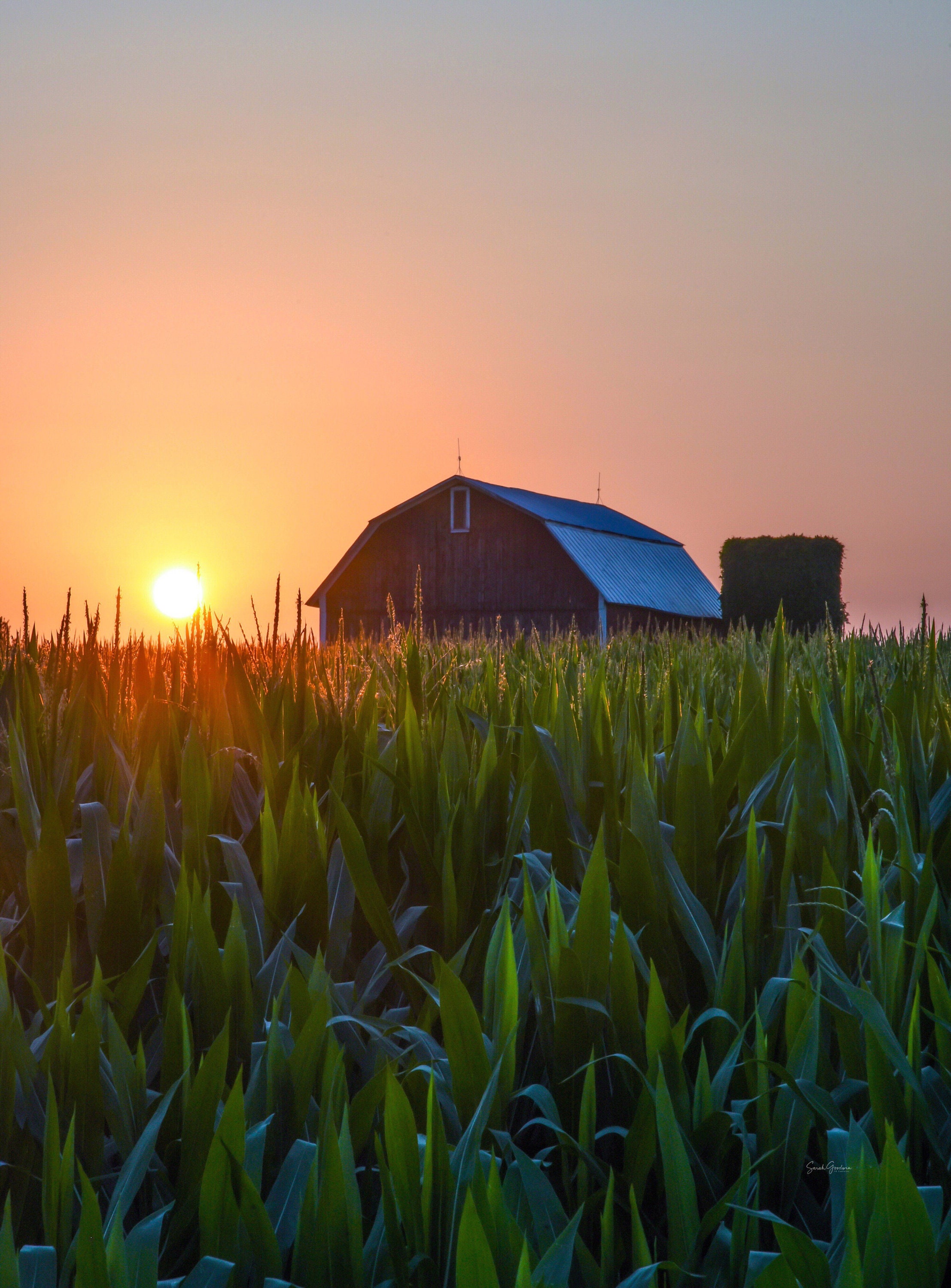 Early Morning Sunrise On The Farm