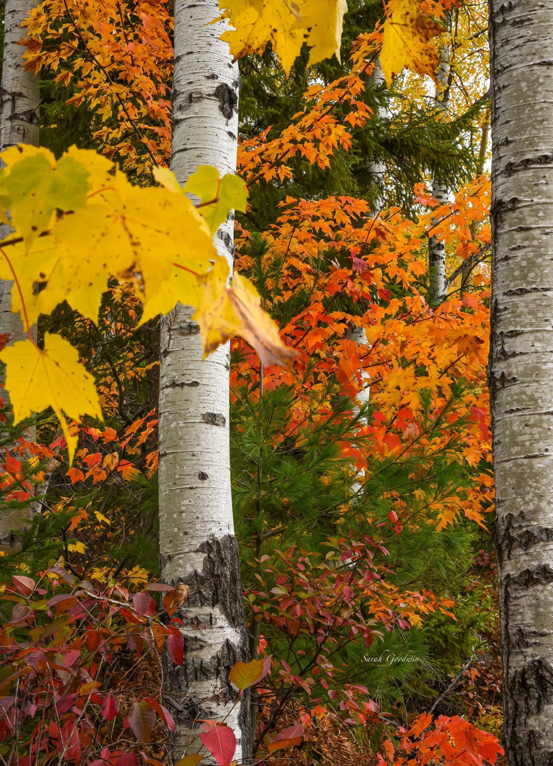 Autumn in Upper Peninsula / Fall Wall Print / Michigan Photography ...