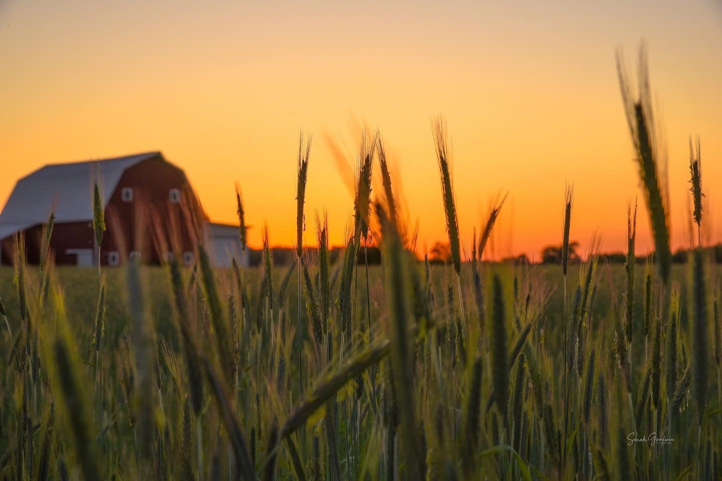 Country Summer Nights