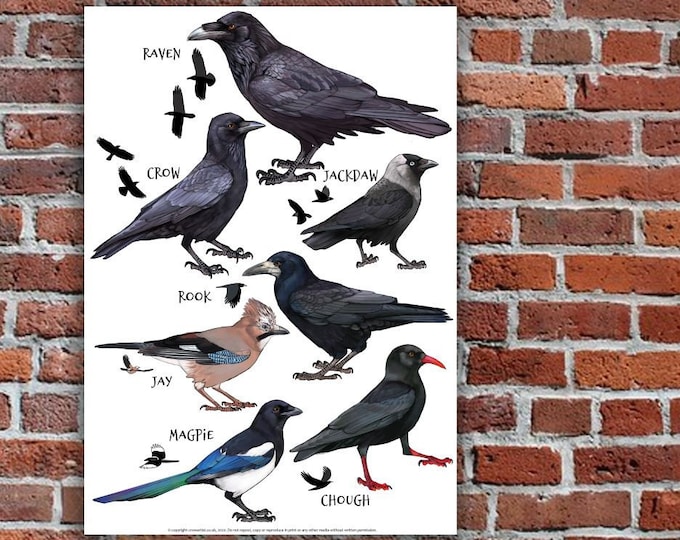 A3 Corvids Birds Poster - Etsy