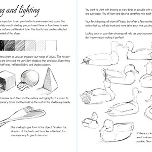 How to Draw Birds for Beginners in Observational or Field Sketching ...