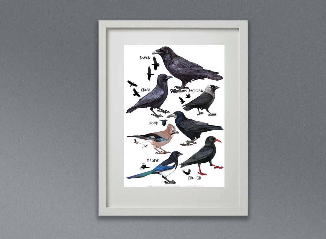 British Corvids Poster Painting / Wall Art / Nature Print / - Etsy