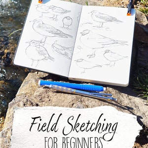 How to Draw Birds for Beginners in Observational or Field Sketching ...