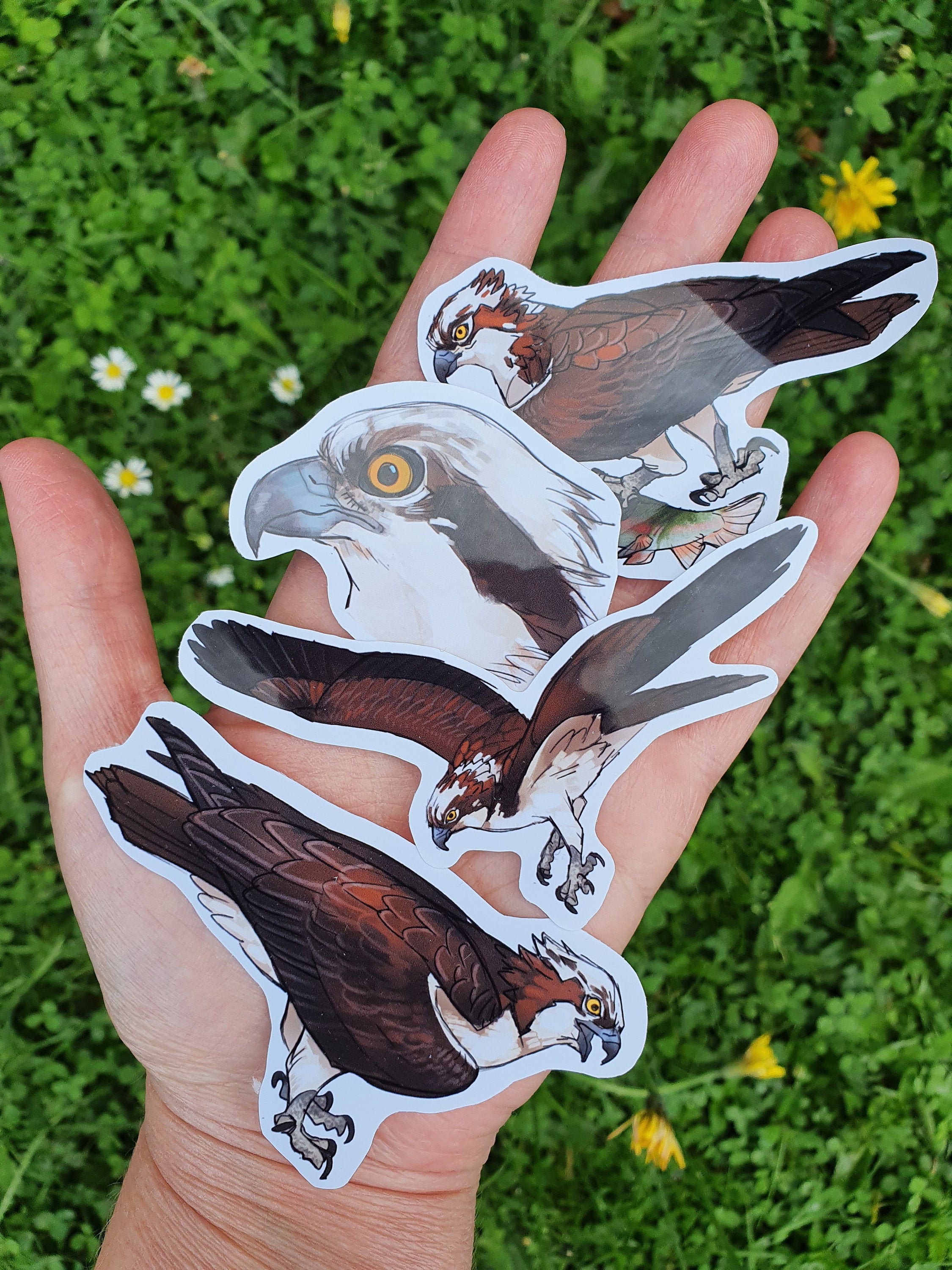Osprey Set of 4 Stickers Vinyl Waterproof Glossy - Etsy
