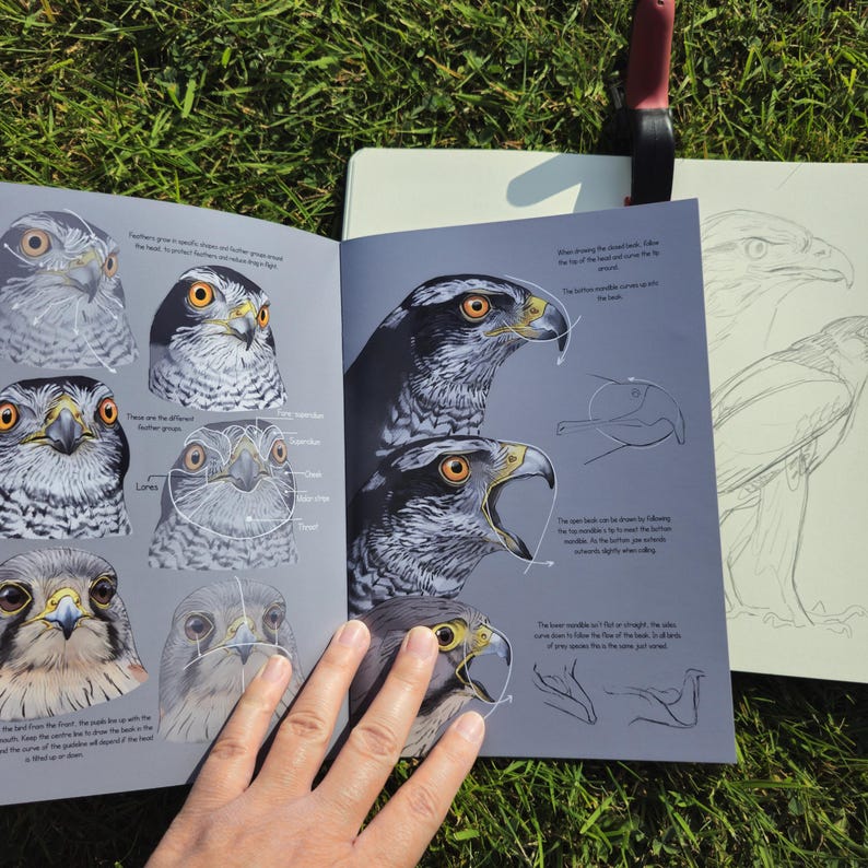 How to Draw: Birds of Prey Anatomy Art Book - Etsy