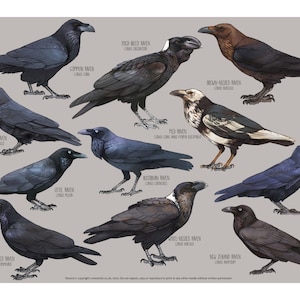 Raven Species Poster Painting / Wall Art / Nature Print / - Etsy