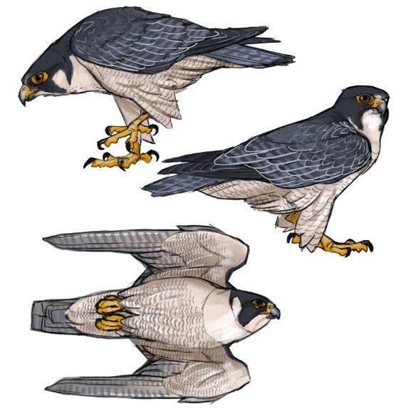 Kleurplaat Havik Gezicht Falcon Tshirt Valkenier Buizerd Cadeau Idee