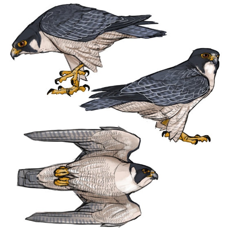 Stickers: Peregrine Falcon Medium Sized Vinyl Waterproof Hardy Stickers ...