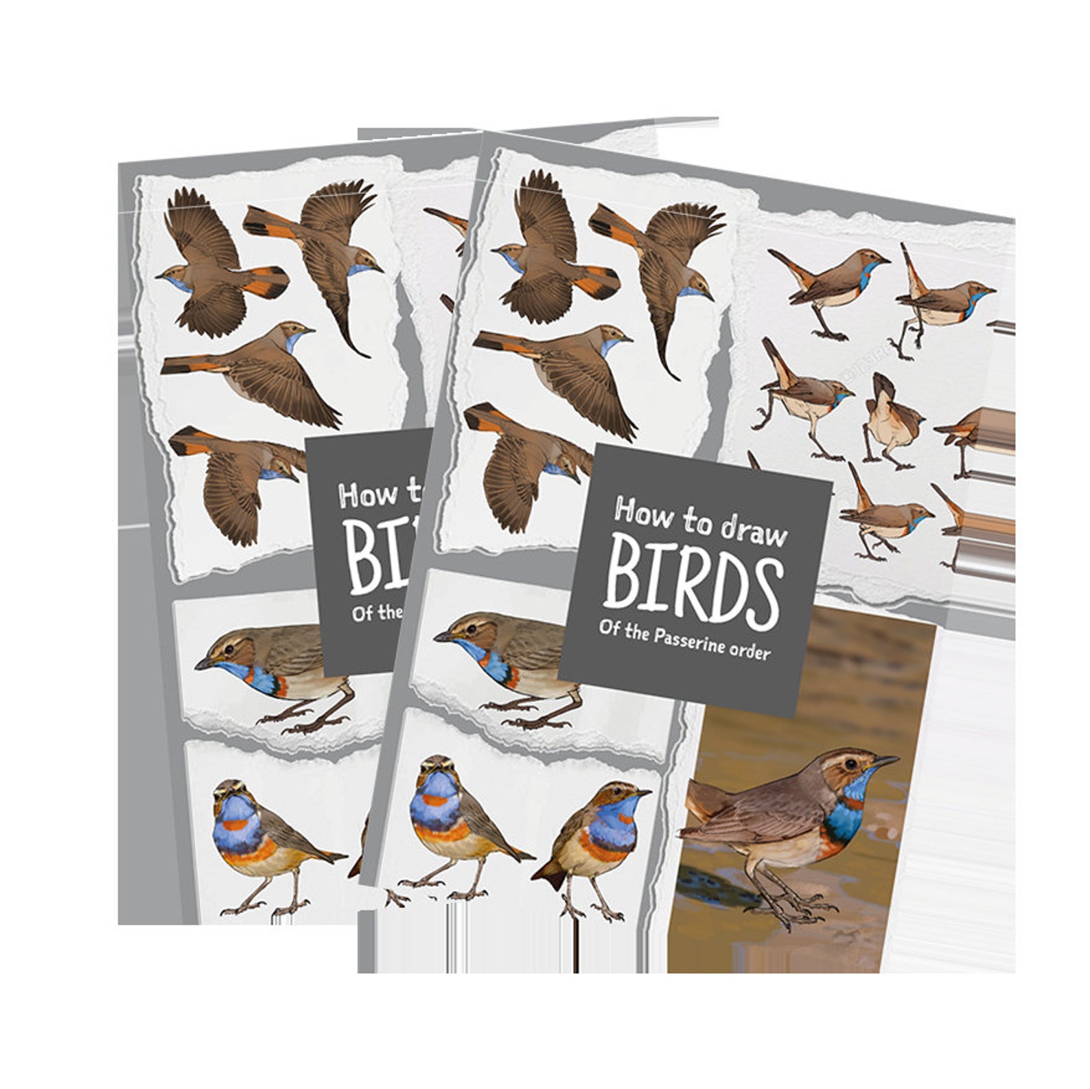 How to draw birds: Of the passerine order | Etsy