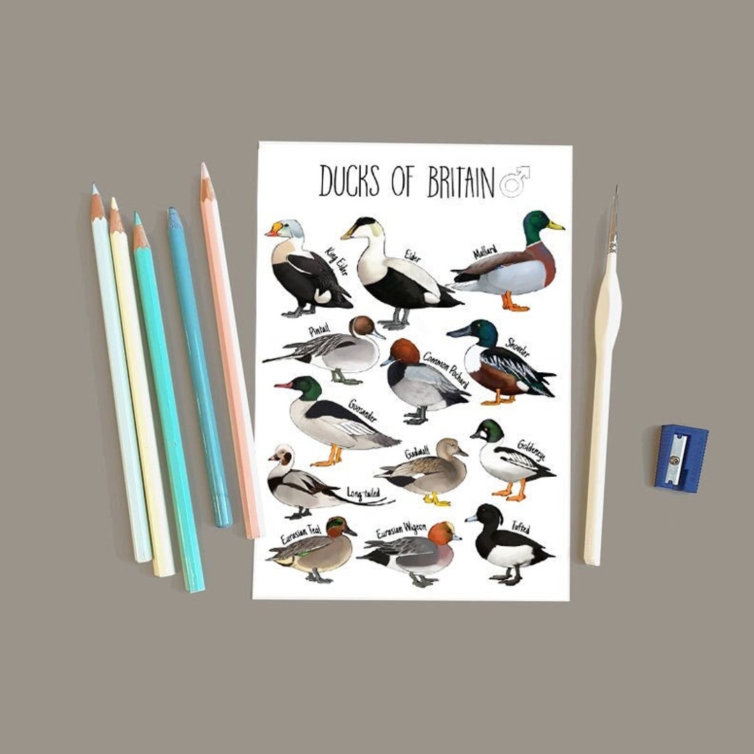 Postcard of British Male Ducks Identification Chart With Eiders, Wigeon ...