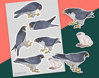 Peregrine Falcon Stickers - Etsy
