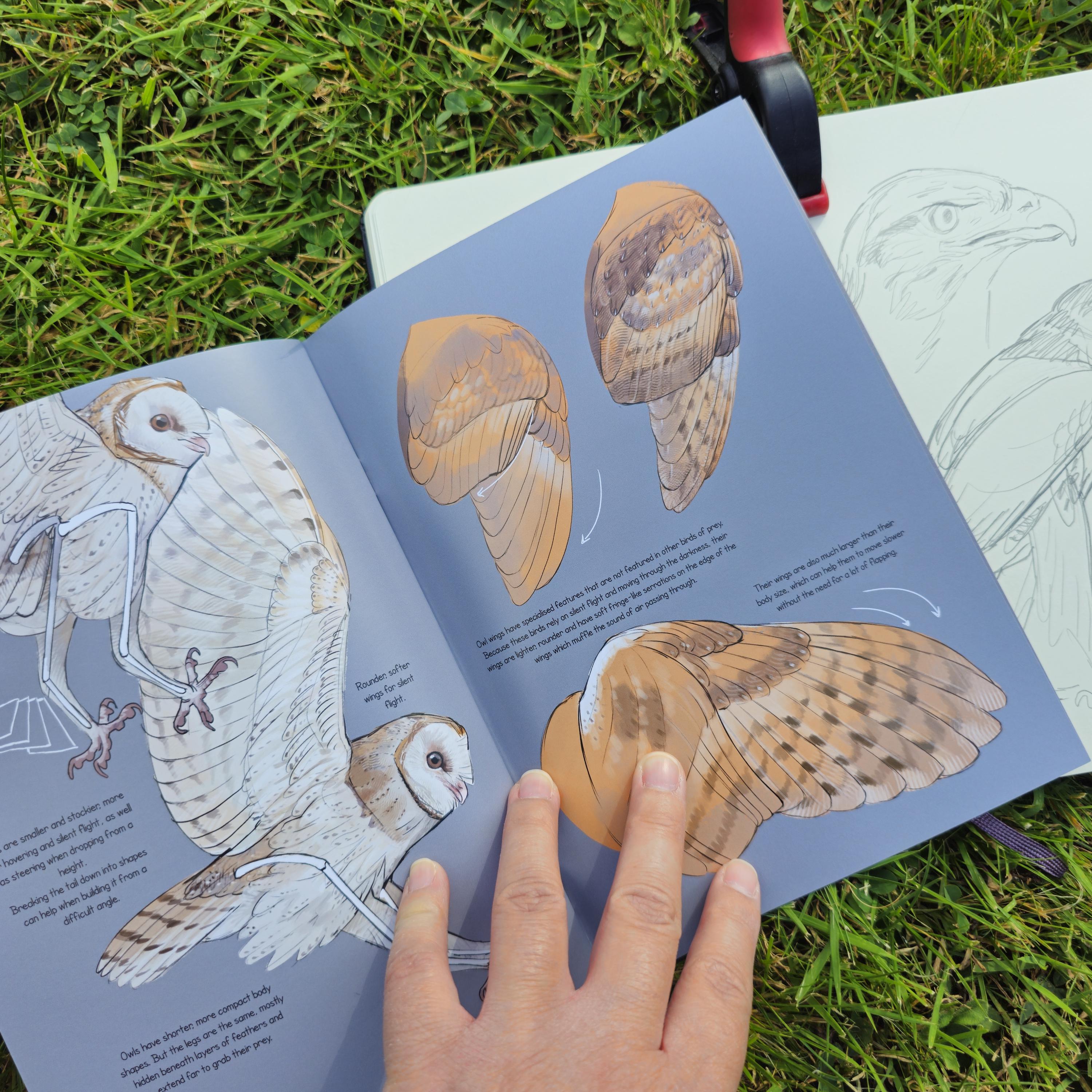 How to Draw: Birds of Prey Anatomy Art Book - Etsy