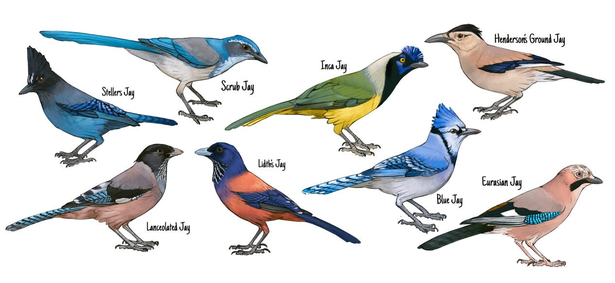 Jay Species Mug From All Over the World Blue Jay | Etsy