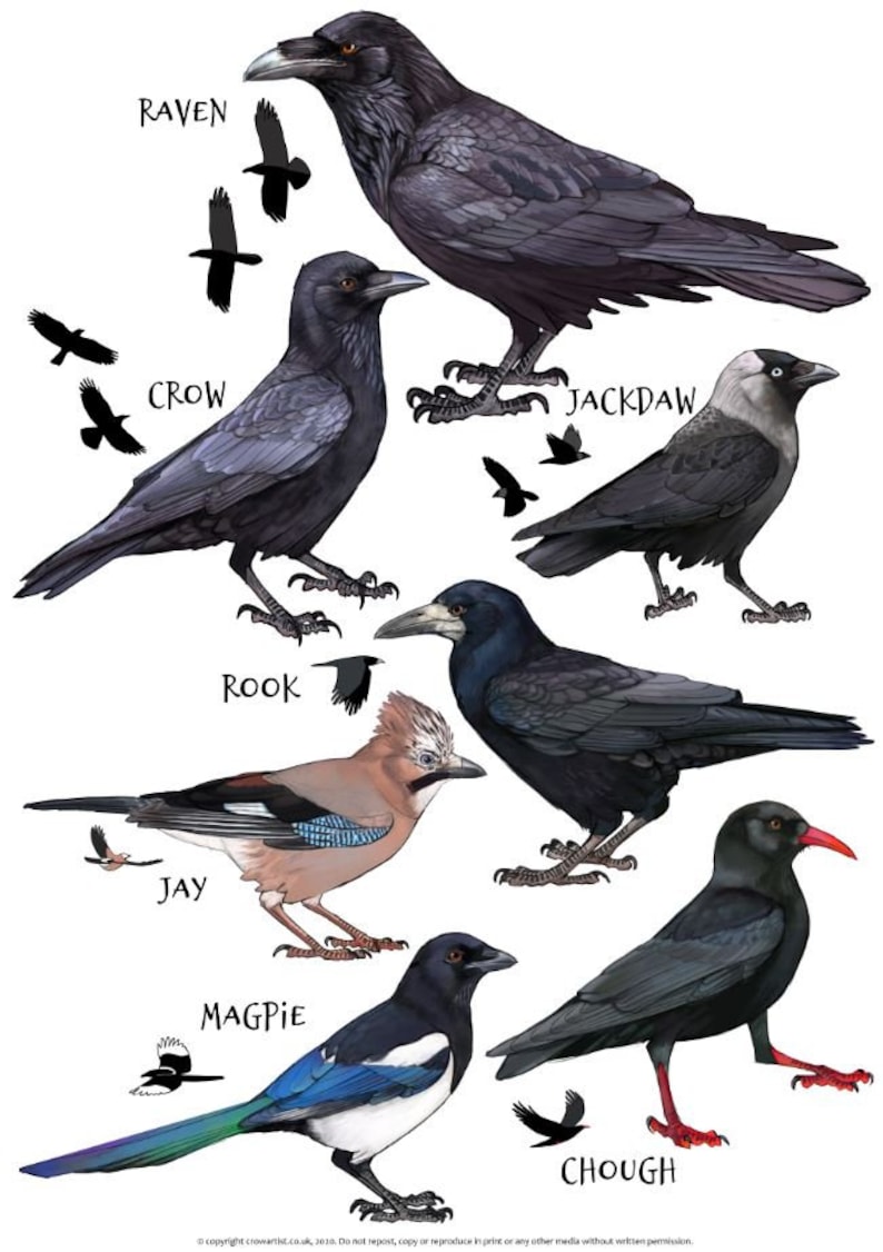 British Corvids Poster Painting / Wall Art / Nature Print / - Etsy