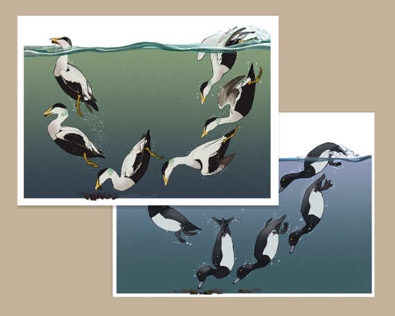 Diving Ducks Chart POSTCARD A5 Painting / Wall Art / Nature - Etsy Ireland