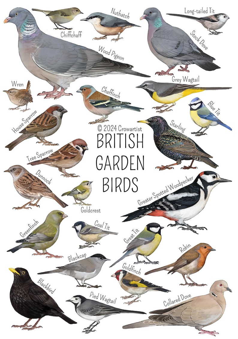 2024 Revised British Garden Birds Identification Print Featuring Common ...