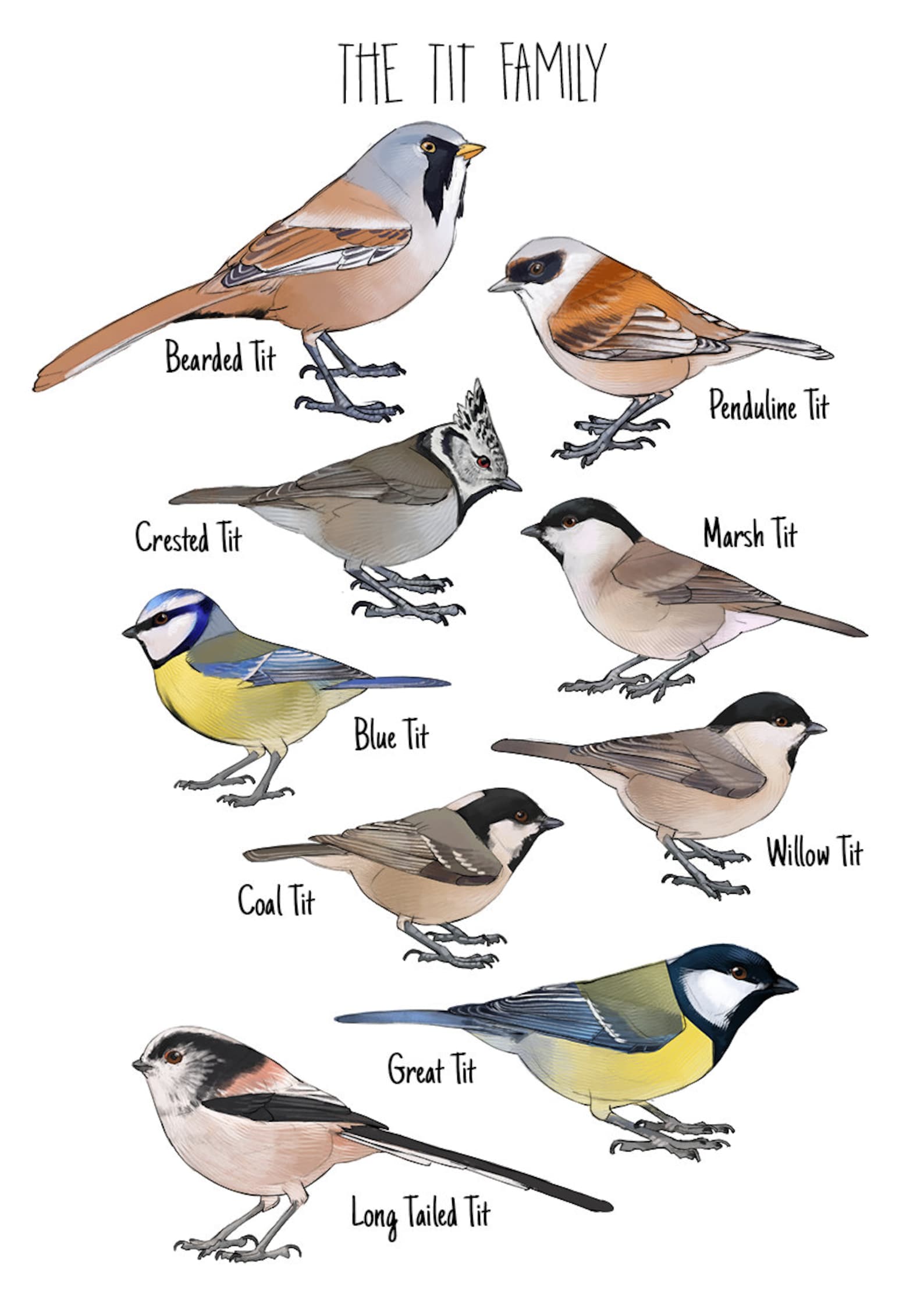 British Tit Family Birds Identification POSTCARD A5 Painting - Etsy UK