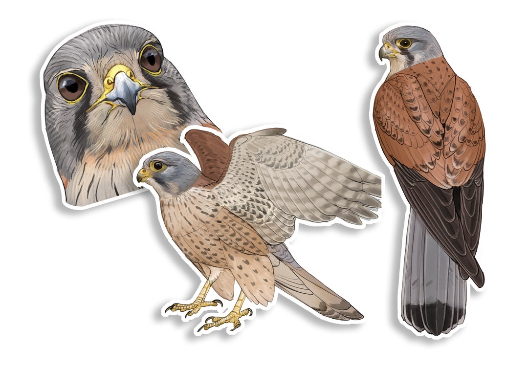 Common Kestrel Bird of Prey Large Vinyl Waterproof Stickers - Etsy