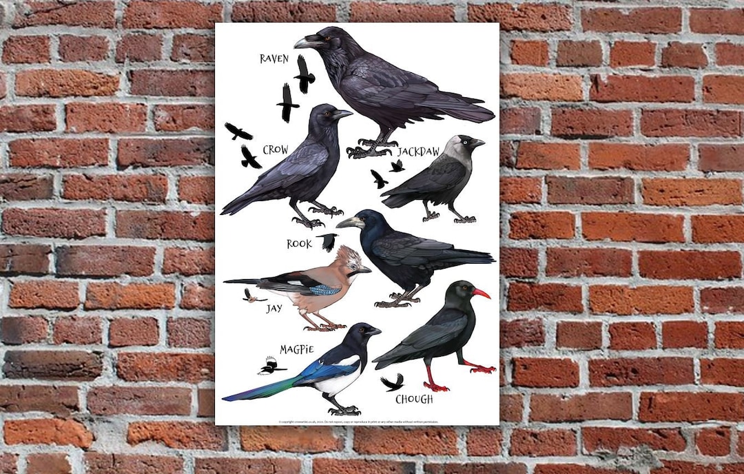 British Corvids Poster | Painting / Wall Art / Nature Print / Bird ...