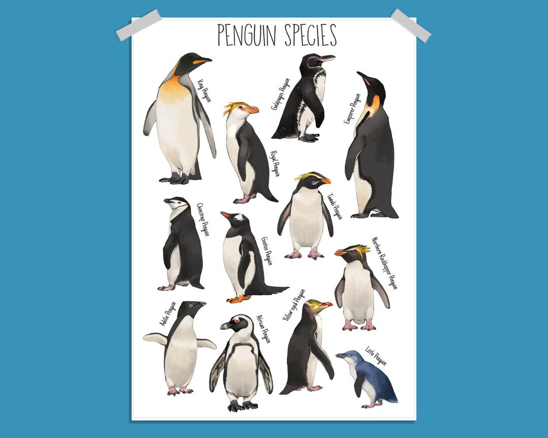 Penguin Species Identification Chart: World Bird Illustration Art Print ...