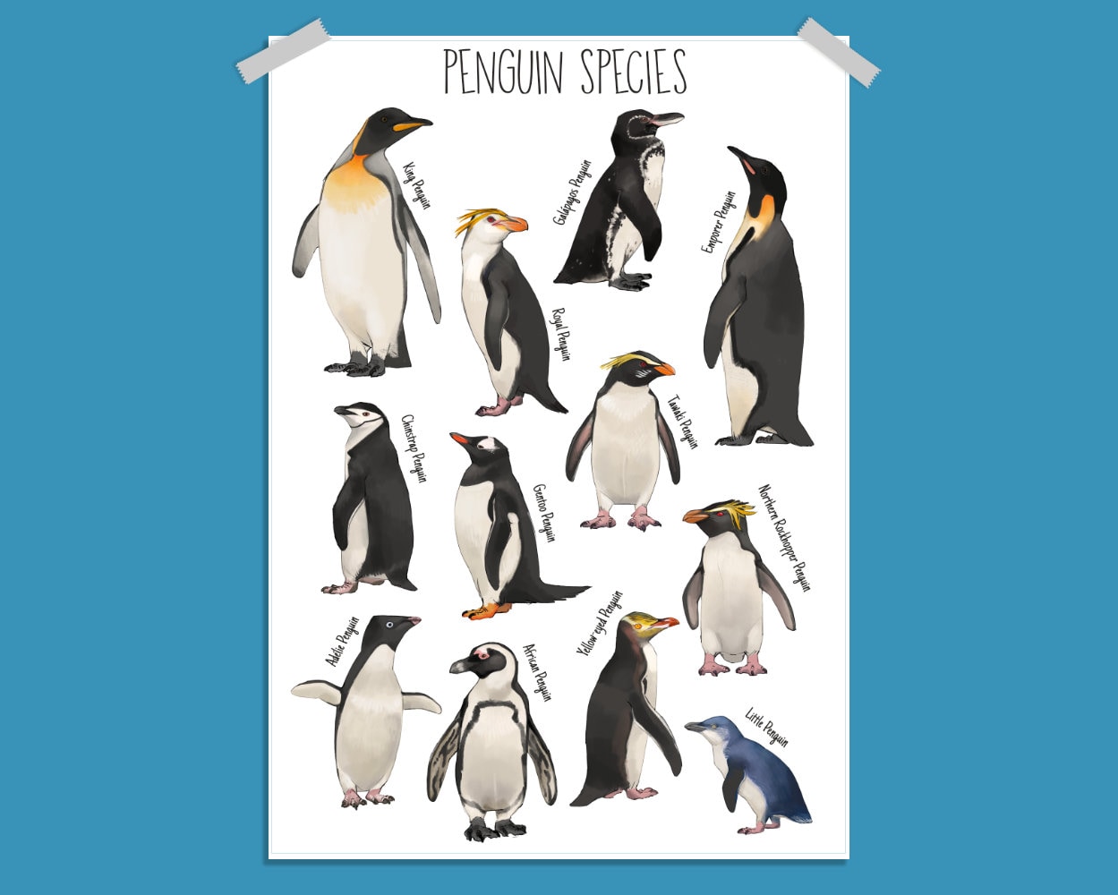 World Penguin Birds Identification Chart and Illustration | Painting ...