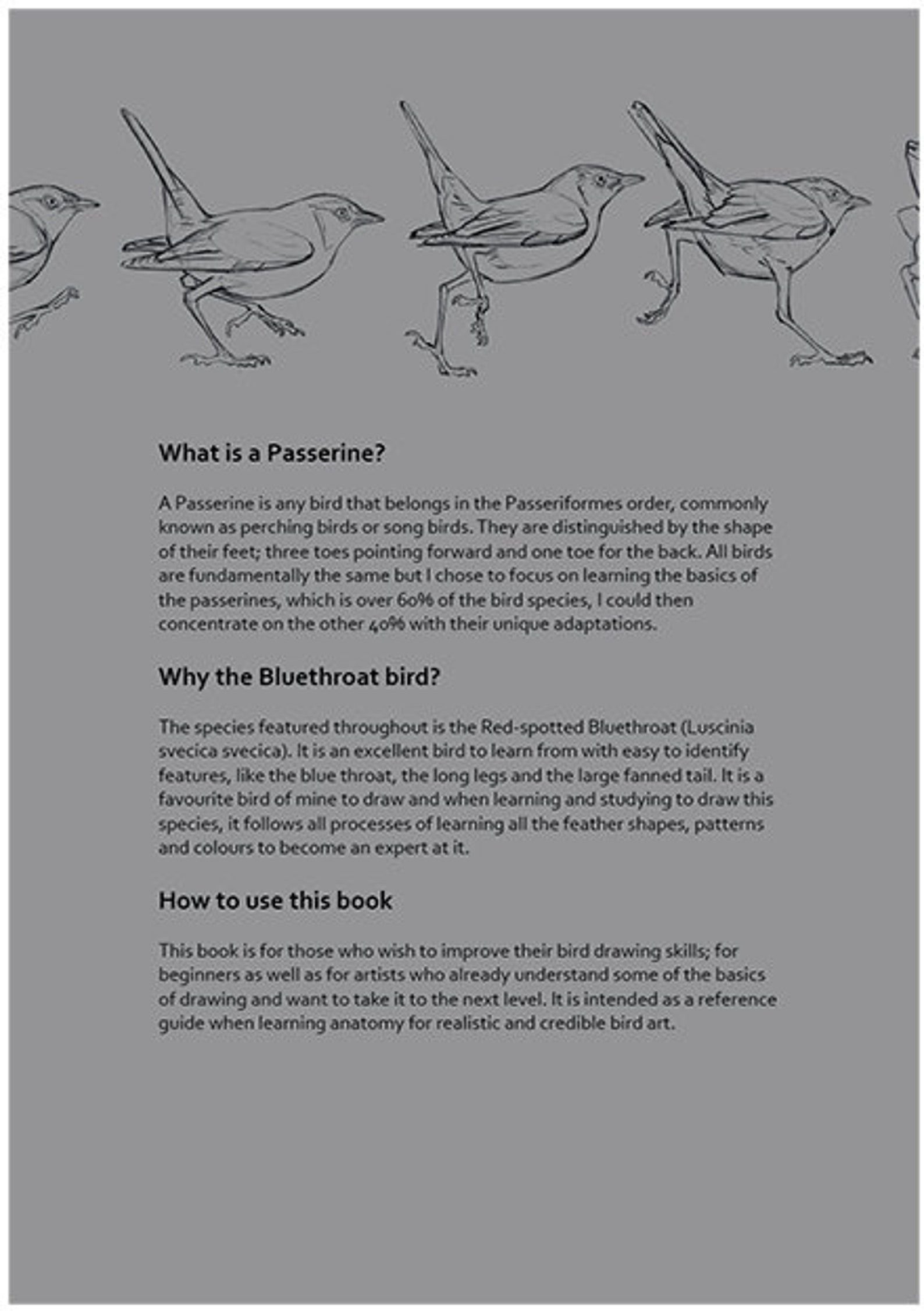 How to Draw Birds: of the Passerine Order - Etsy