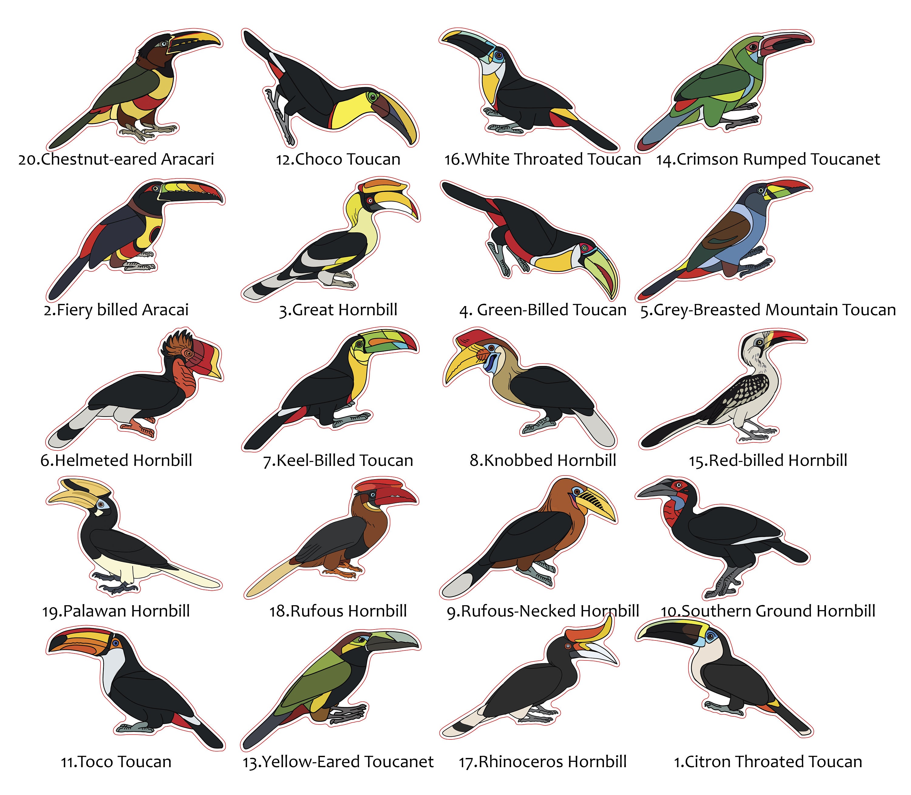 Toucan and Hornbill Species Stickers Fiery Billed Aracari - Etsy UK