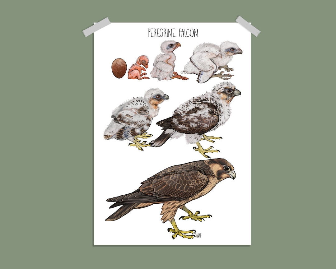 Peregrine Falcon Science Chart Growth Poster A4/A3 | Painting / Wall ...