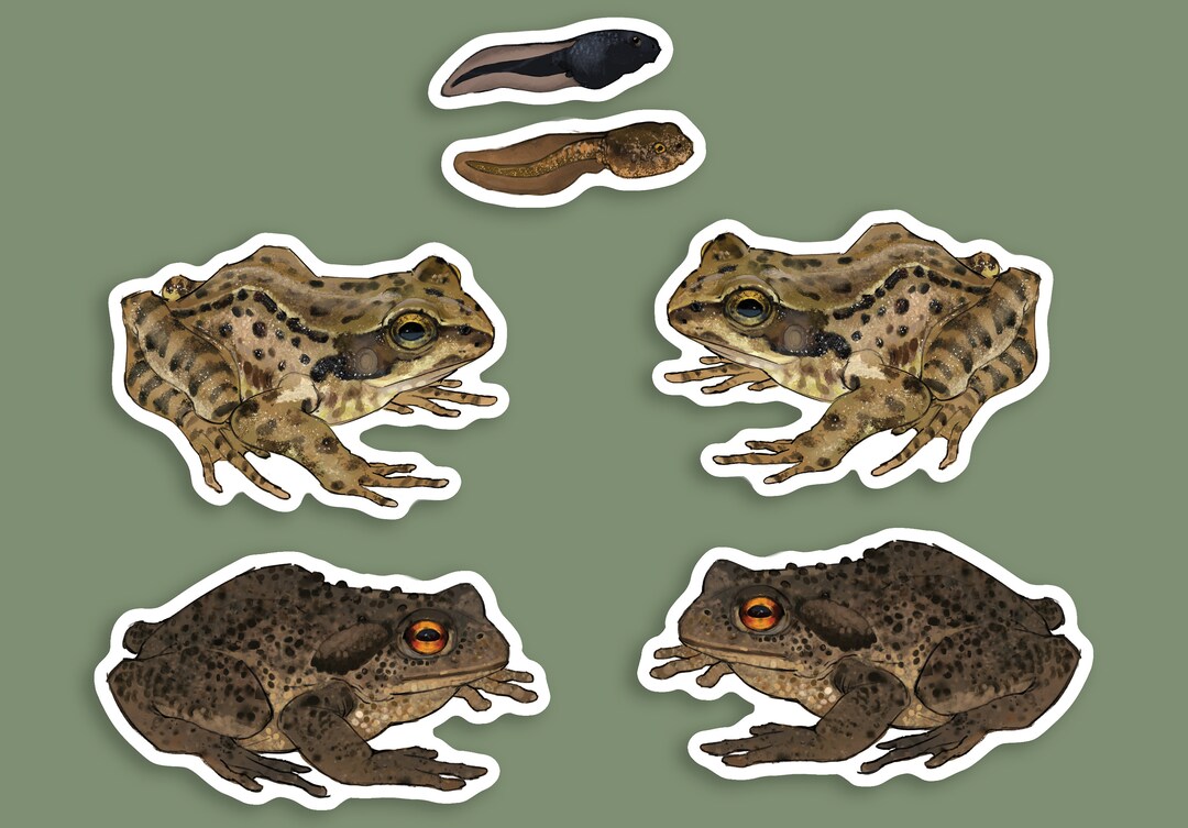 Frogs and Toads Pack of 6 Waterproof Medium Sized Vinyl Stickers ...