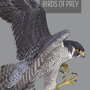 How to Draw: Birds of Prey Anatomy Art Book - Etsy