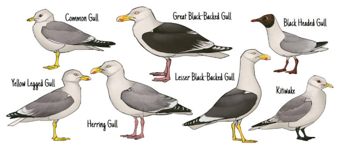 British Gull Species Ceramic Mug - Etsy UK