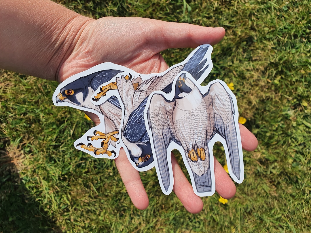 Stickers: Peregrine Falcon Medium Sized Vinyl Waterproof Hardy Stickers ...