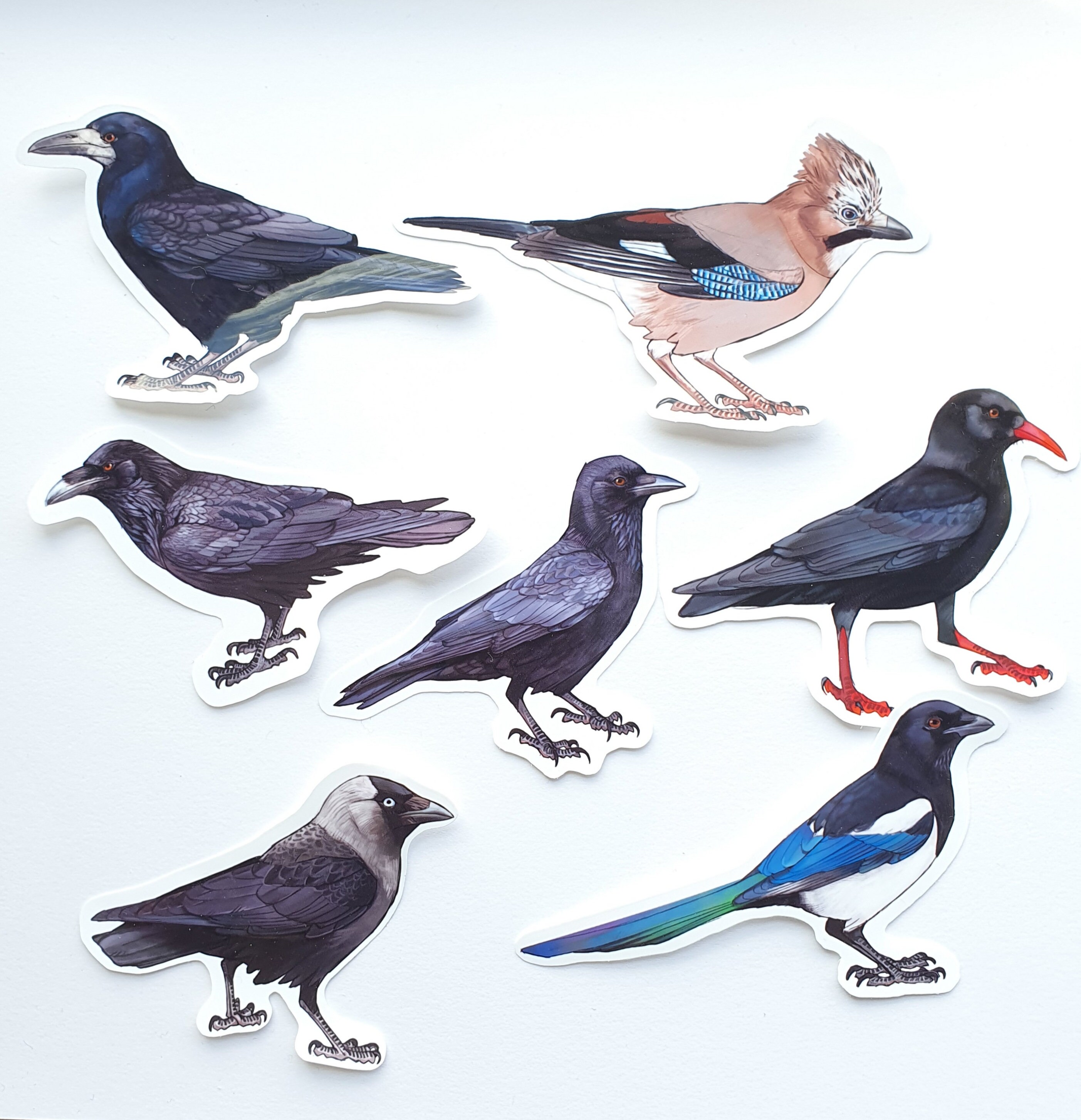 Corvids Stickers Set 2020: Crow Raven Jackdaw Rook Chough - Etsy UK
