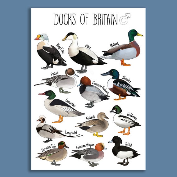 Duck Species Chart