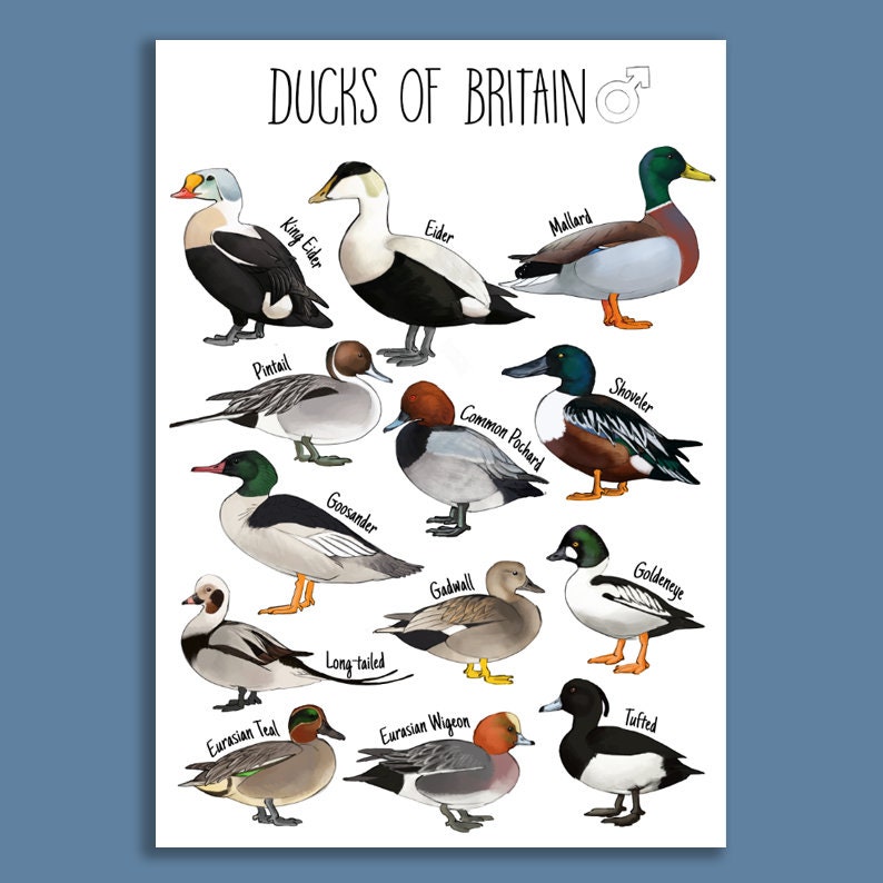 British Male Ducks Identification Chart and Illustration With - Etsy UK