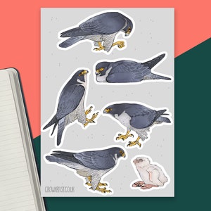 Peregrine Falcon Sticker Sheet - Bullet Journal, Planner Stickers ...