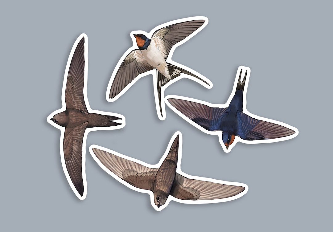 A Collection of Common Swifts and Barn Swallows That Are Medium Sized ...