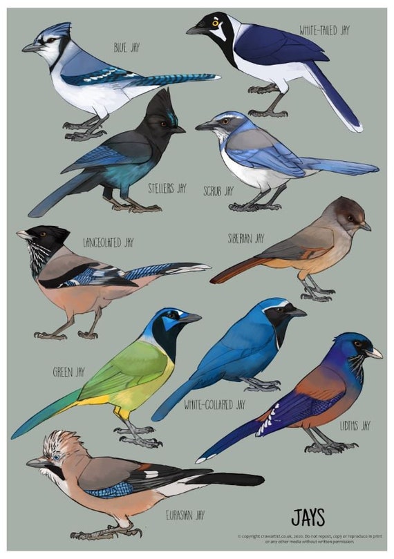 What Is A Female Blue Jay Called