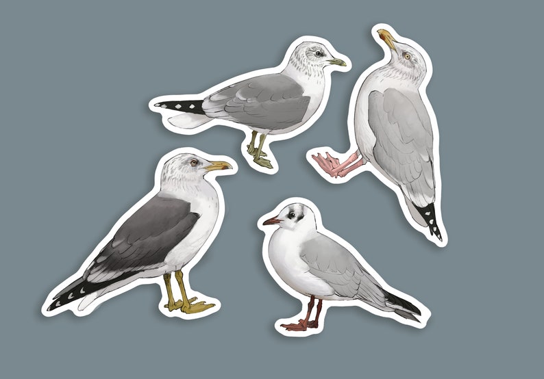 Four Species of Winter Gulls, Herring Gull, Common Gull Medium Sized ...