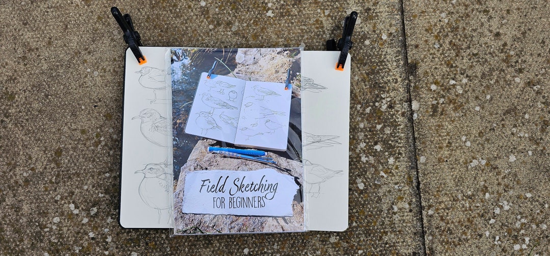 How to Draw Birds for Beginners in Observational or Field Sketching ...