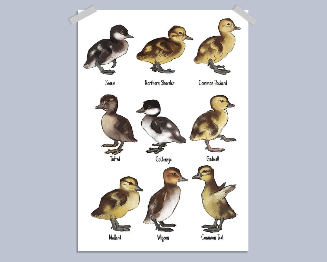 Duckling and Duck Chicks Art Print and Poster | Painting / Wall Art ...