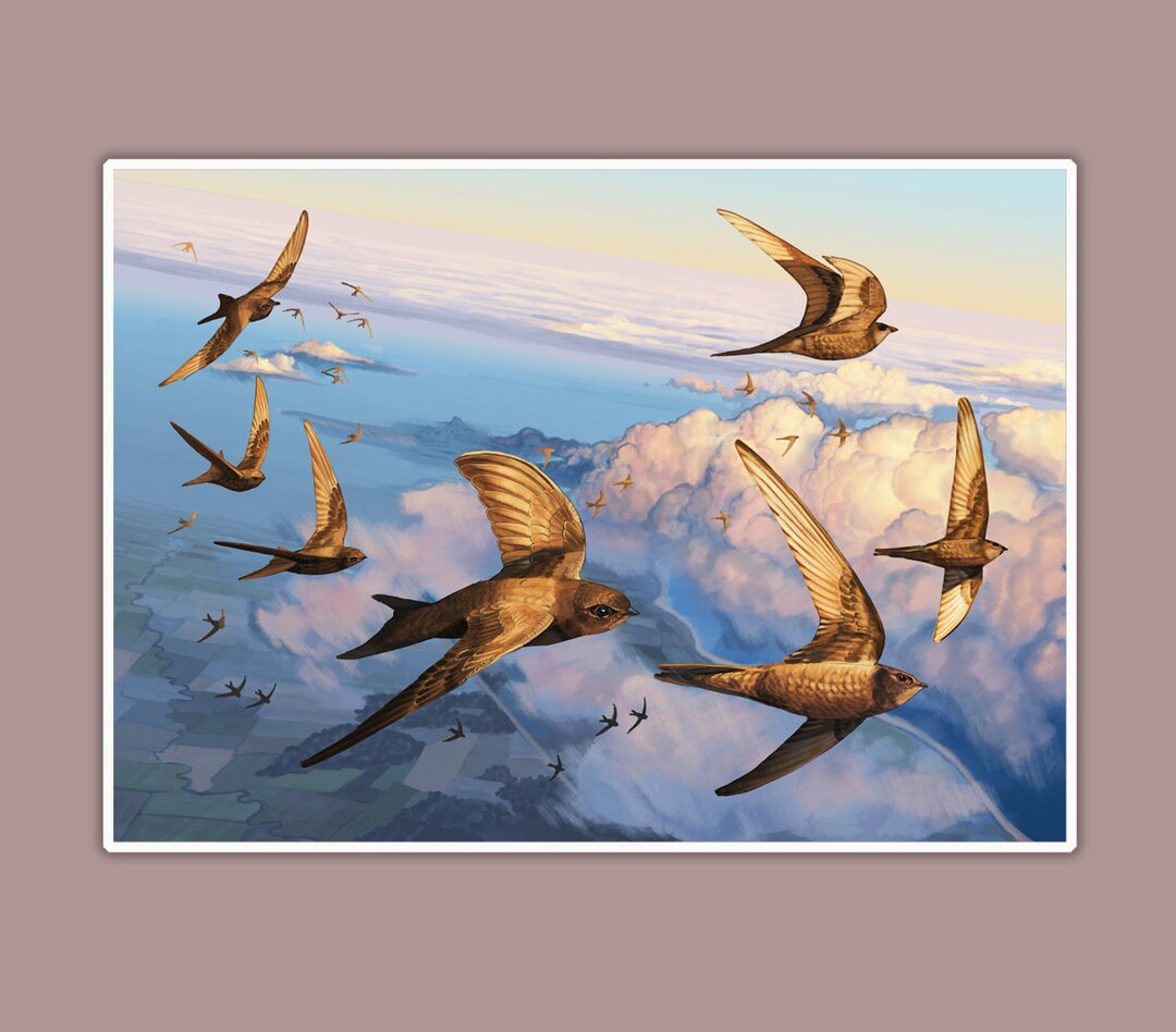 Swifts Flying High at Dusk Art Print - Etsy