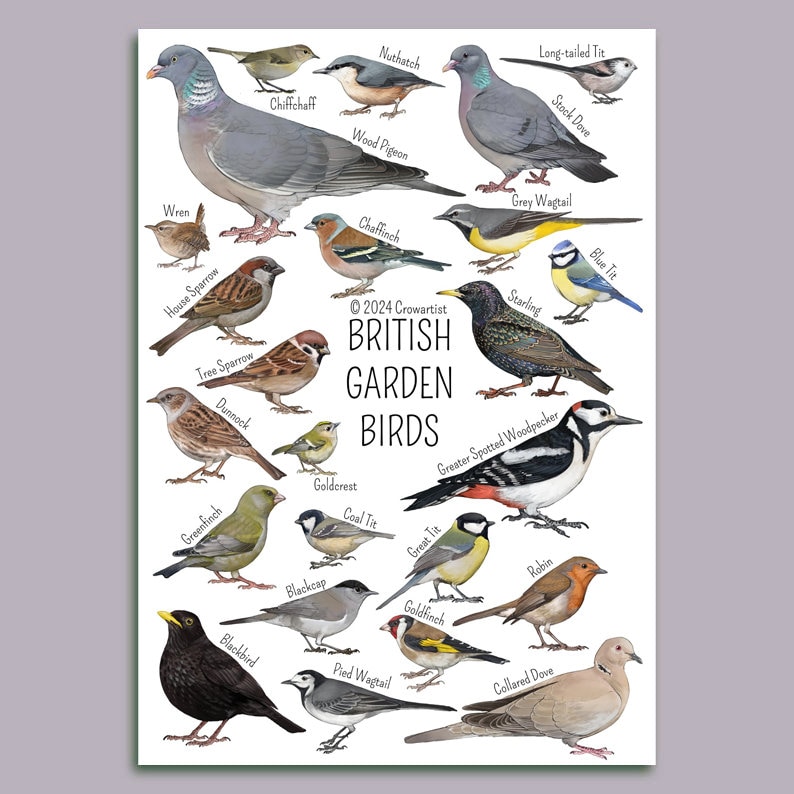 2024 Revised British Garden Birds Identification Print Featuring Common ...