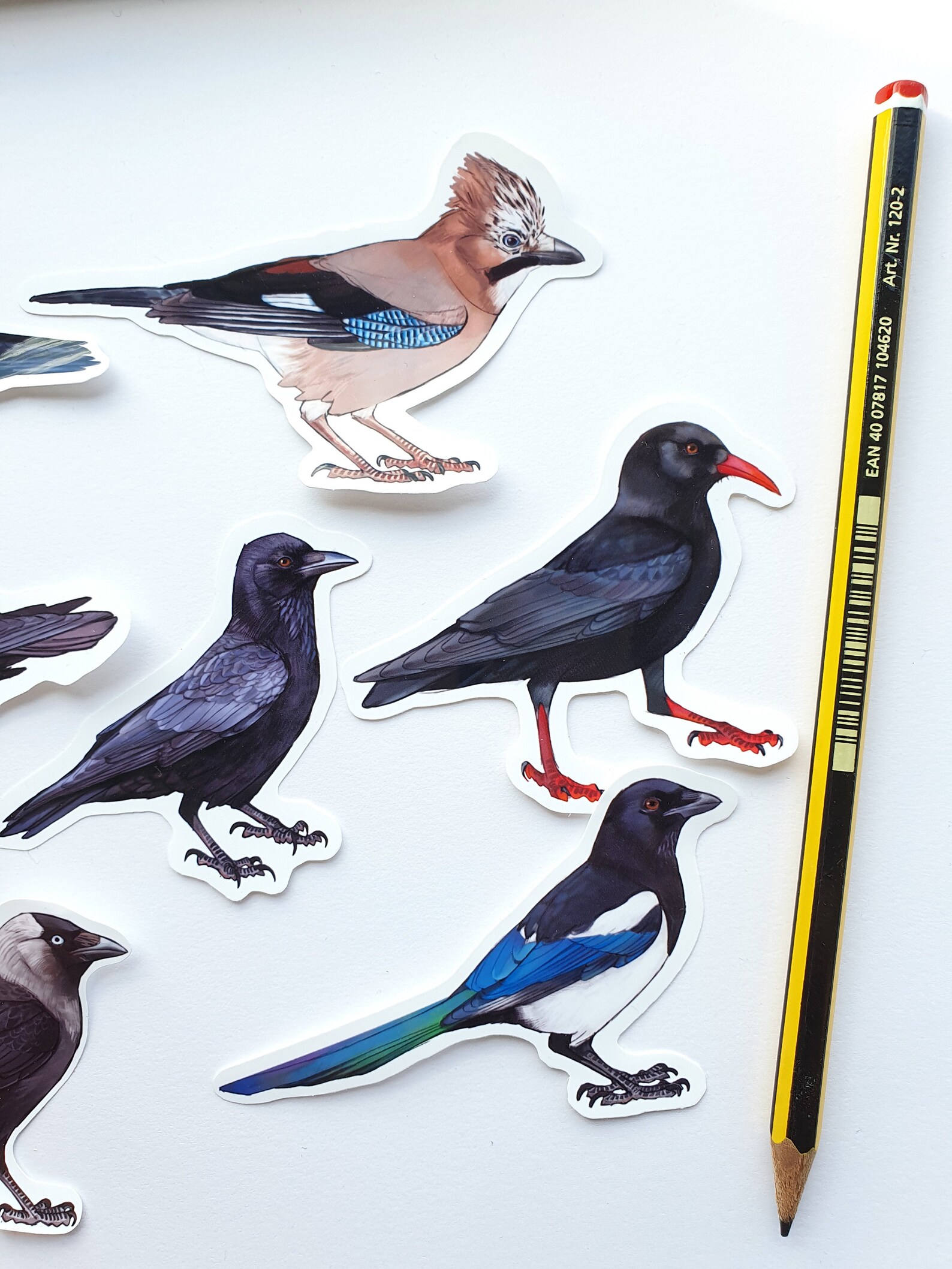 Corvids Stickers Set 2020: Crow, Raven, Jackdaw, Rook, Chough, Jay ...