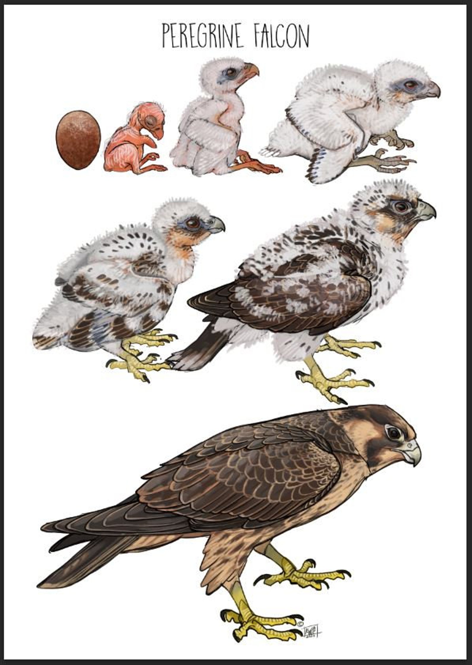 Peregrine Falcon Science Chart Growth Poster A4/A3 Painting - Etsy UK