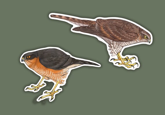 Sparrowhawk Set