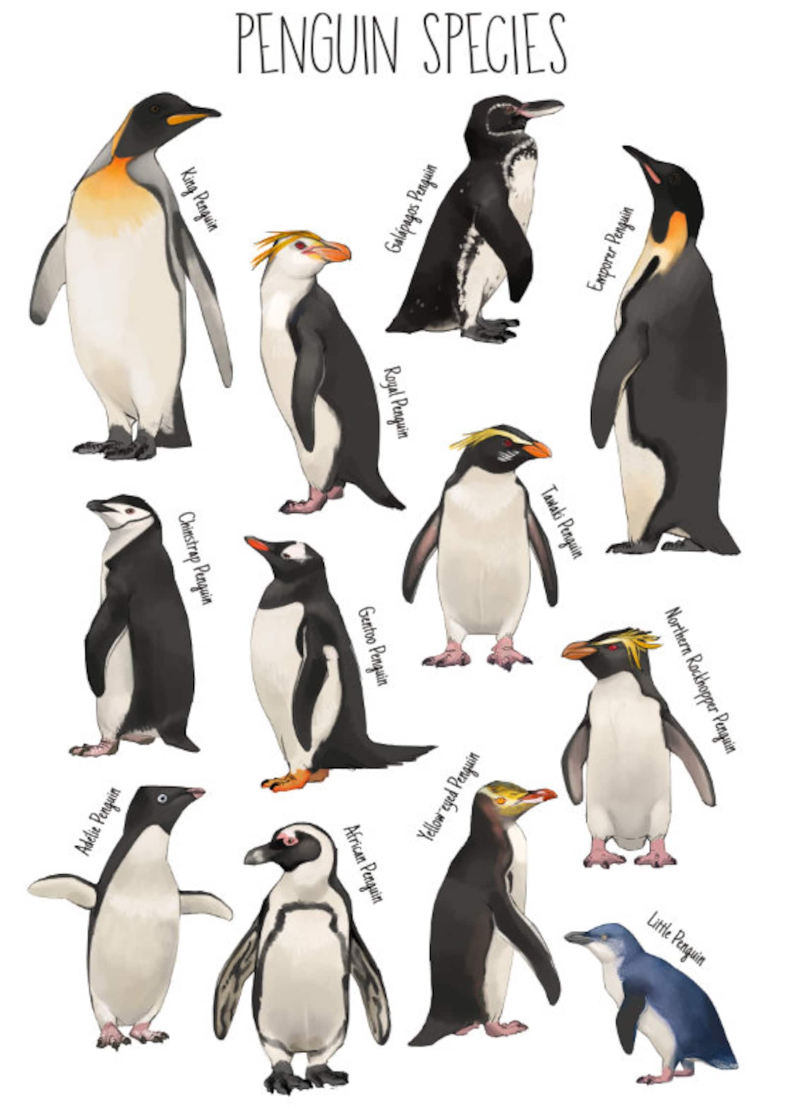 World Penguin Birds Identification Chart and Illustration | Etsy