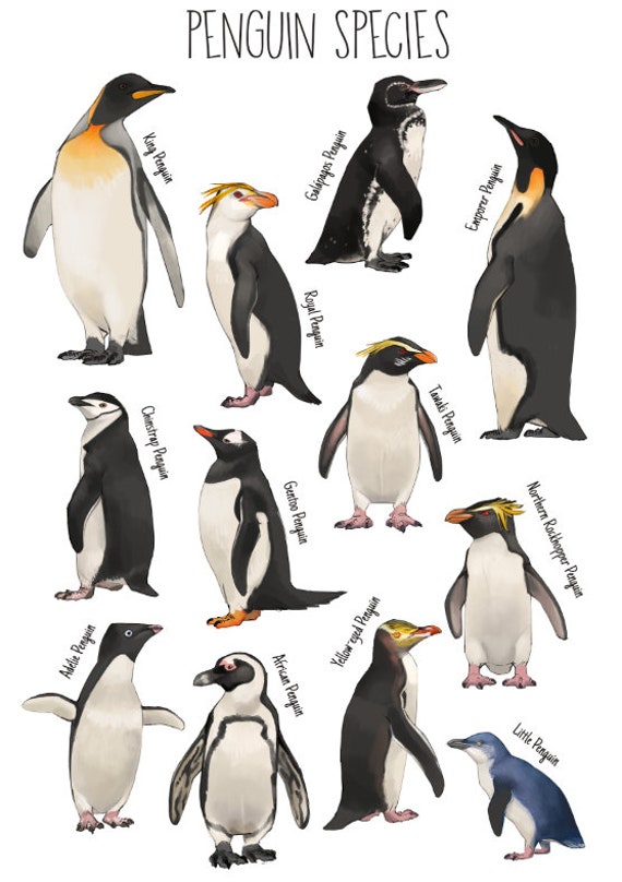 Chart Types Of Penguins The Eight Great Penguin Species Of Antarctica