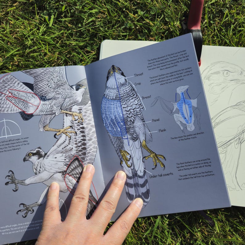 How to Draw: Birds of Prey Anatomy Art Book - Etsy